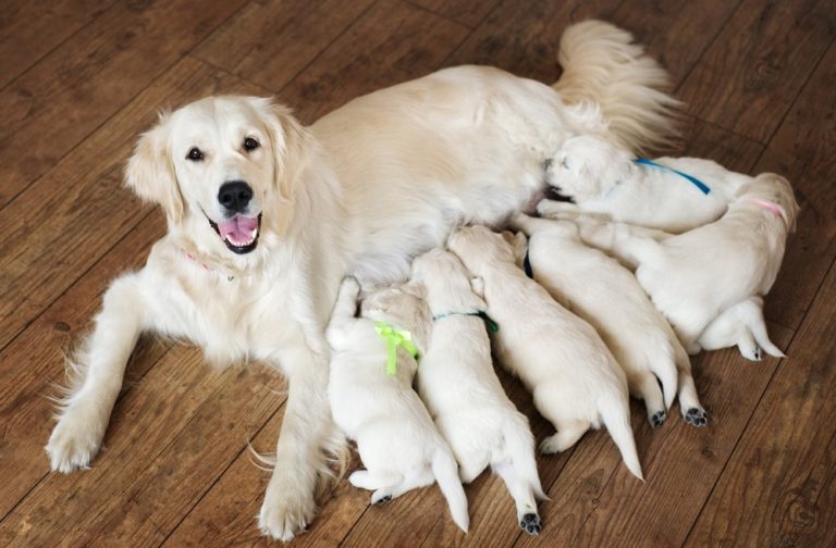 Les essentiels à savoir sur la reproduction d’une chienne – Sanslaisse.com